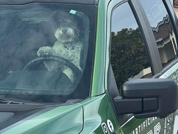 How Do Artificial & Real Grass Costs Stack Up? - Turf Monsters